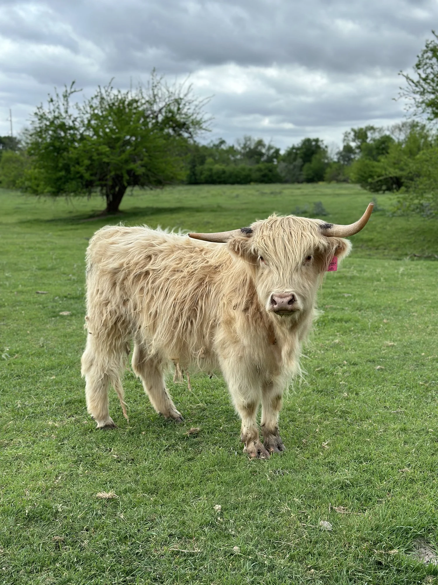 Miniature Cattle — Pearly Ranch