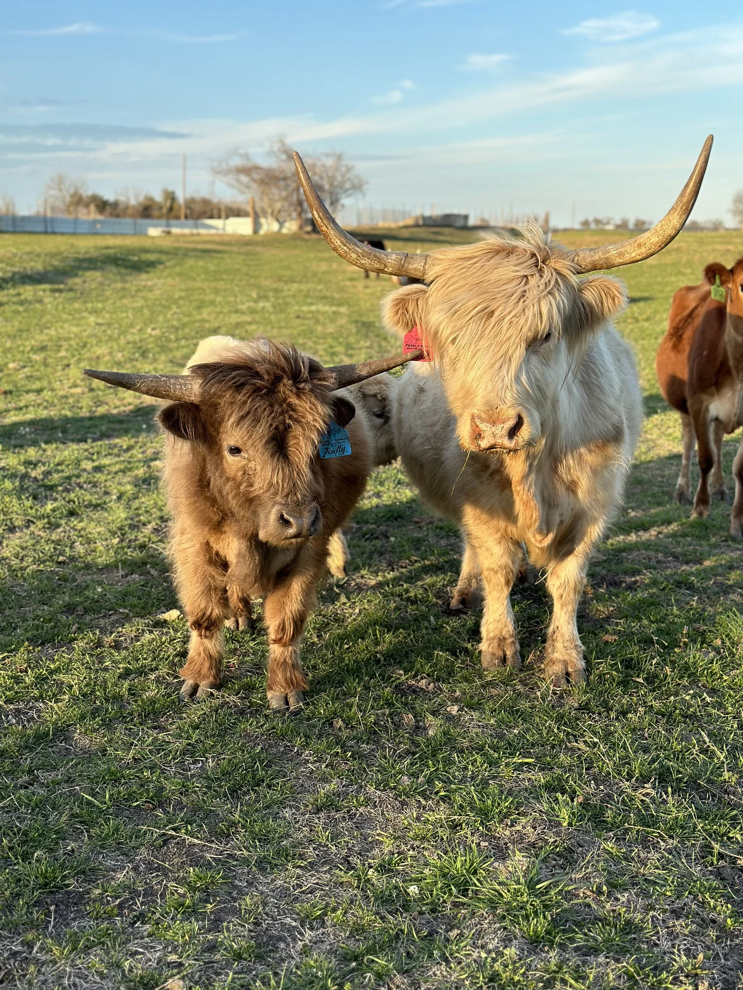 Miniature Cattle — Pearly Ranch