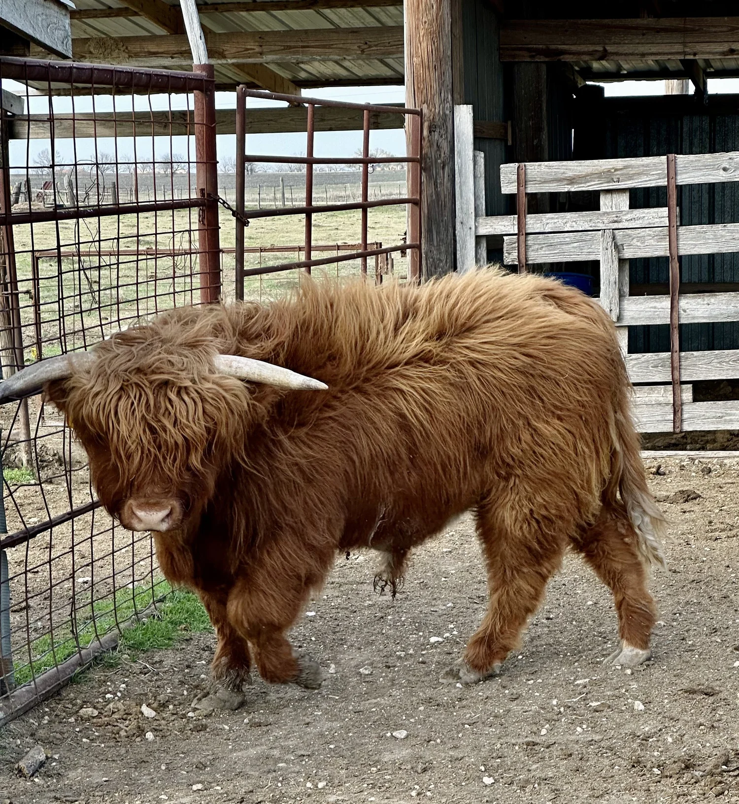 Bulls — Pearly Ranch
