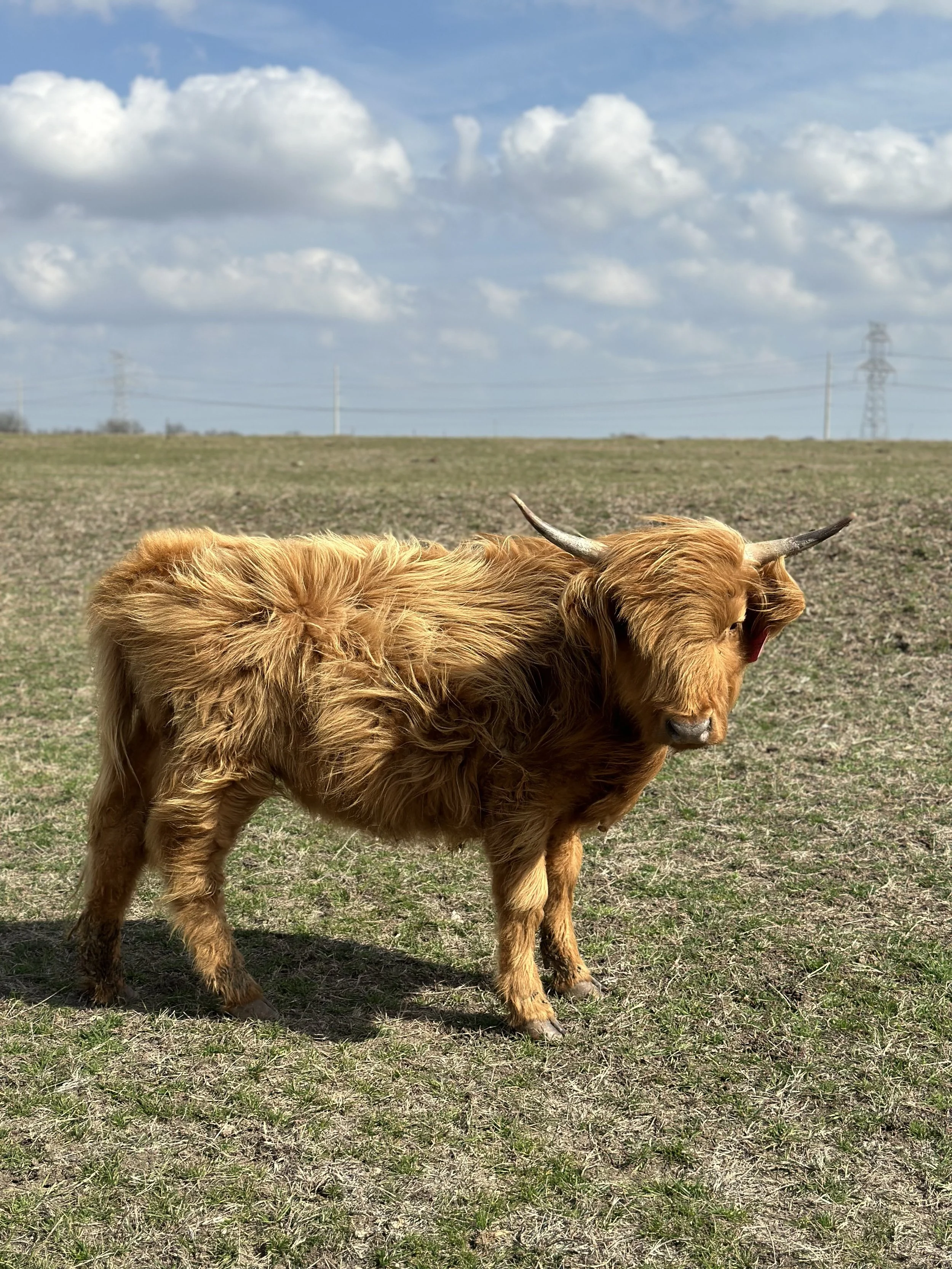 Miniature Cattle — Pearly Ranch