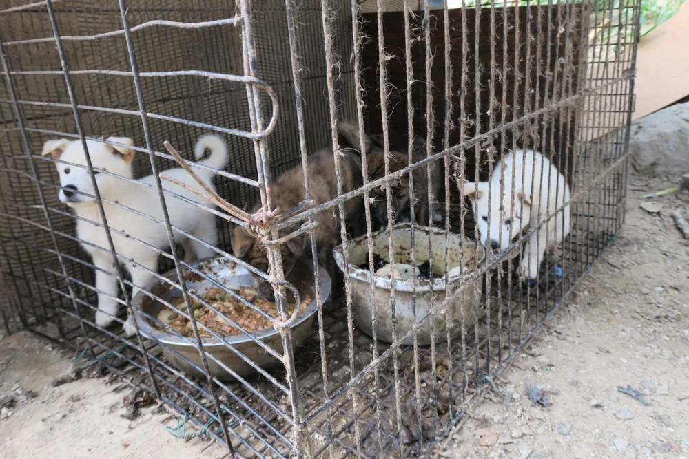 Dog Meat Trade — dove project