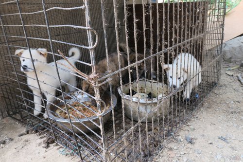 Dog Meat Trade — dove project