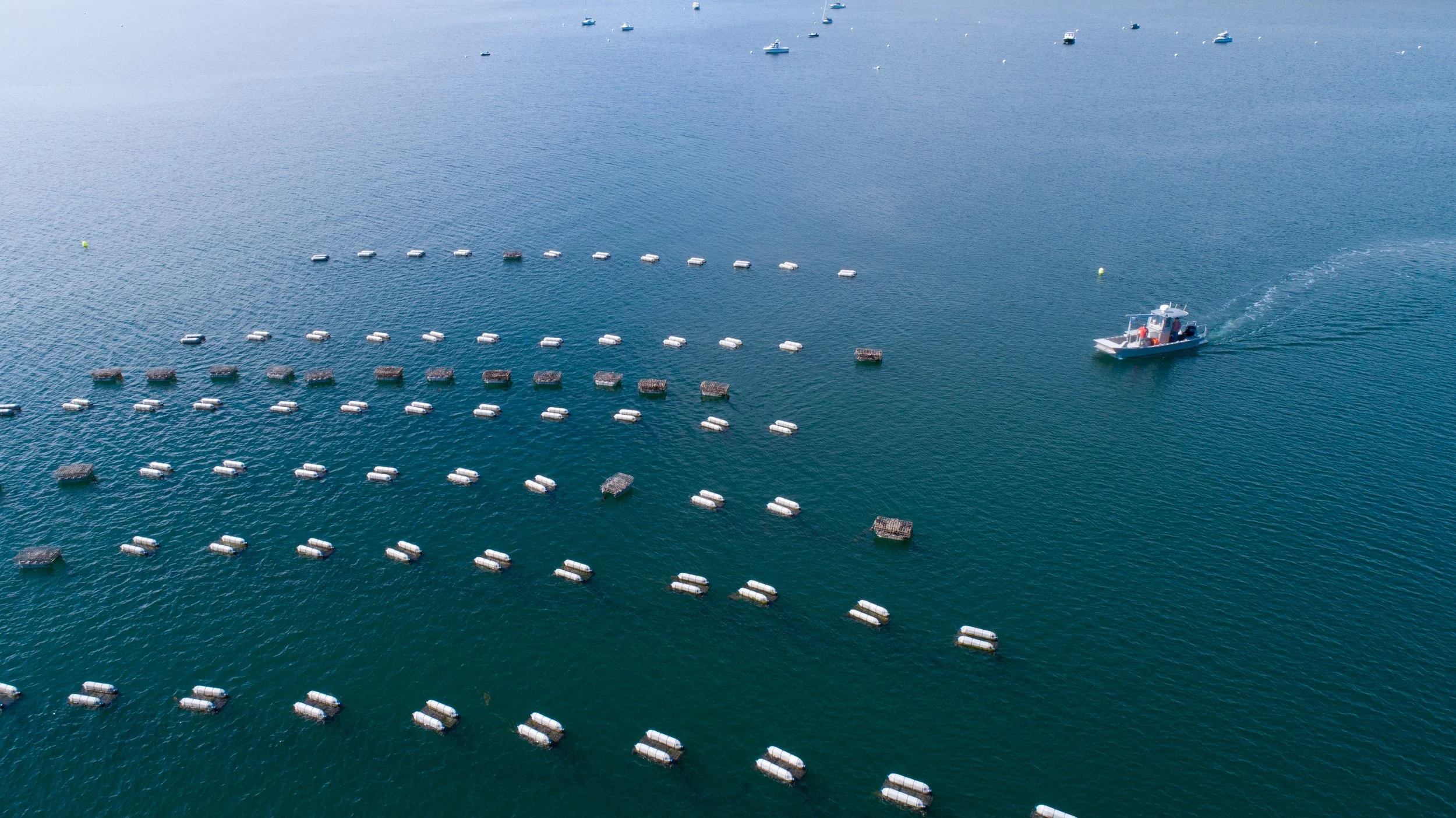 Sea Meadow | Support Maine's Marine Heritage