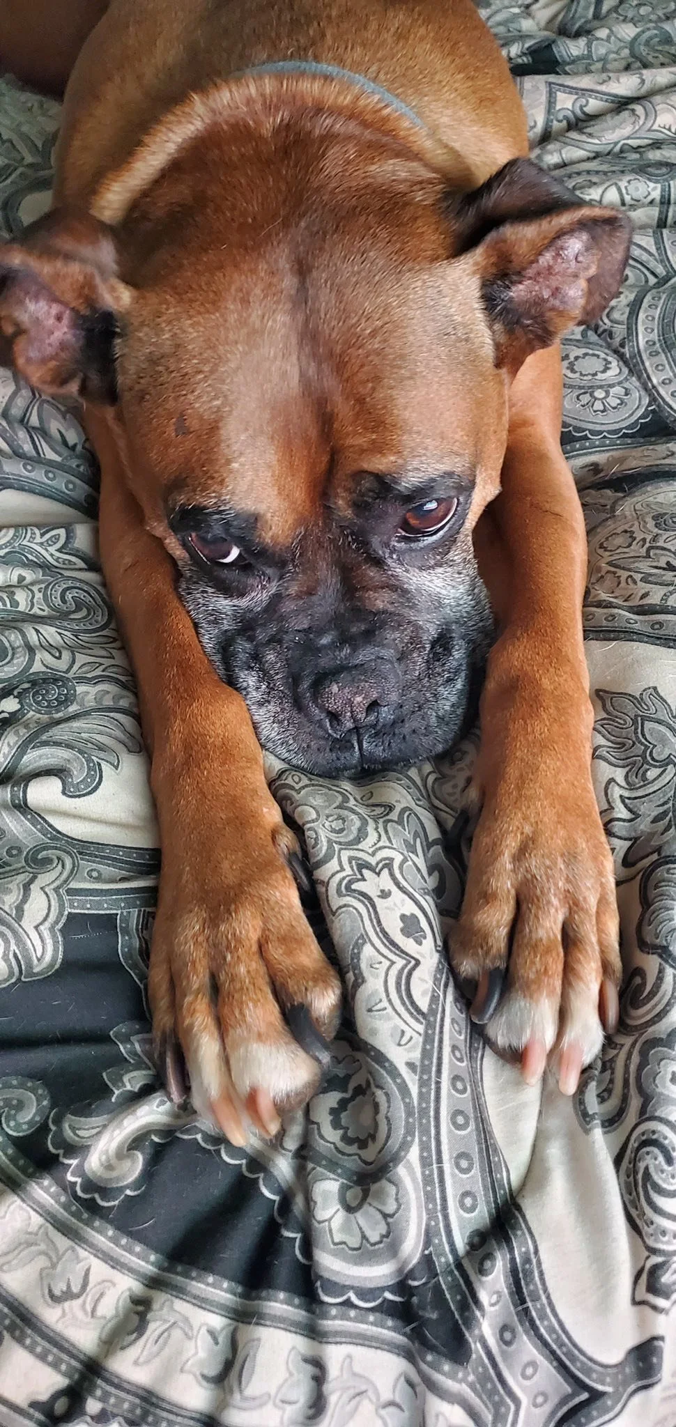 Our Boxers — West Coast Boxer Rescue