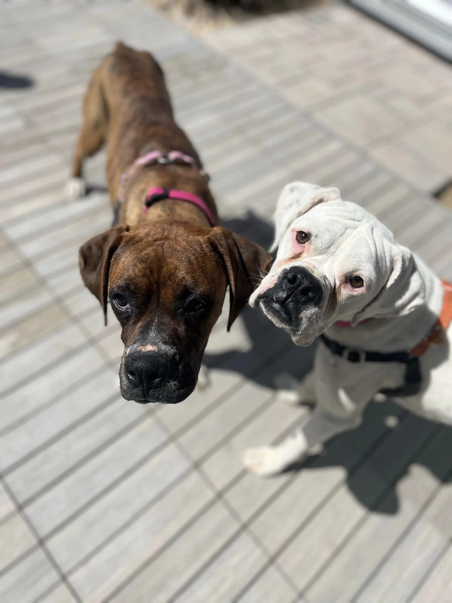 White And Brown Boxer Mix