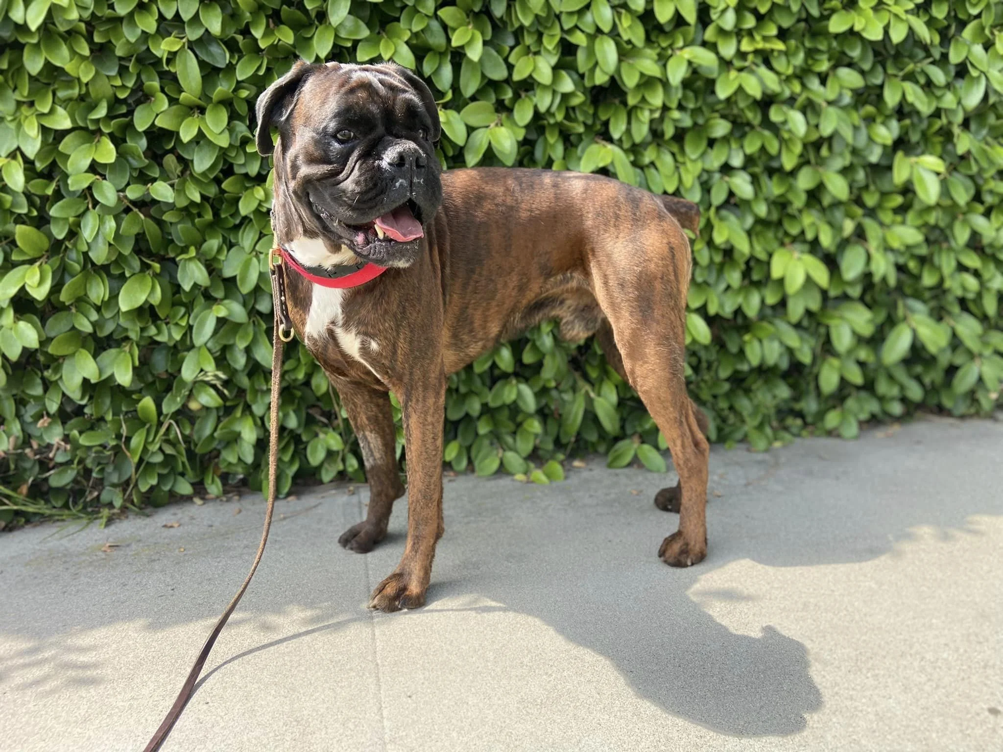 Diesel - Our Boxers — West Coast Boxer Rescue