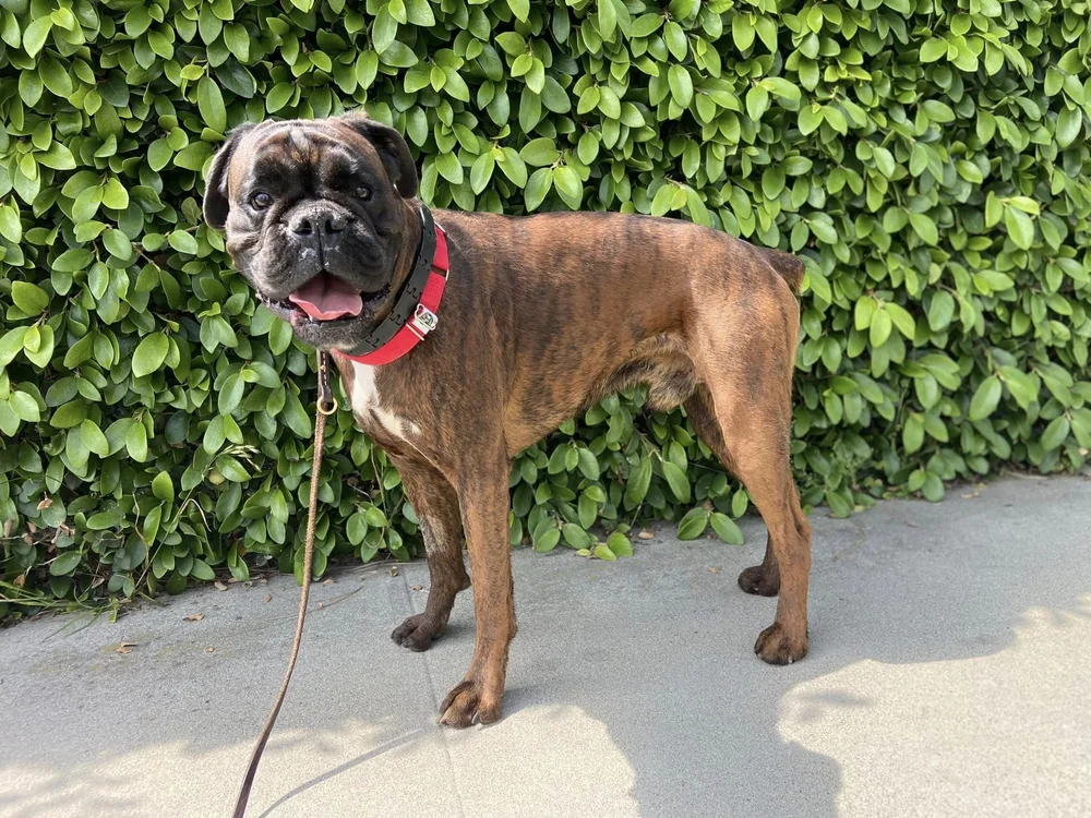 Diesel - Our Boxers — West Coast Boxer Rescue