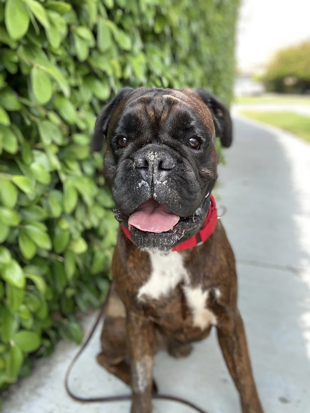 Our Boxers — West Coast Boxer Rescue