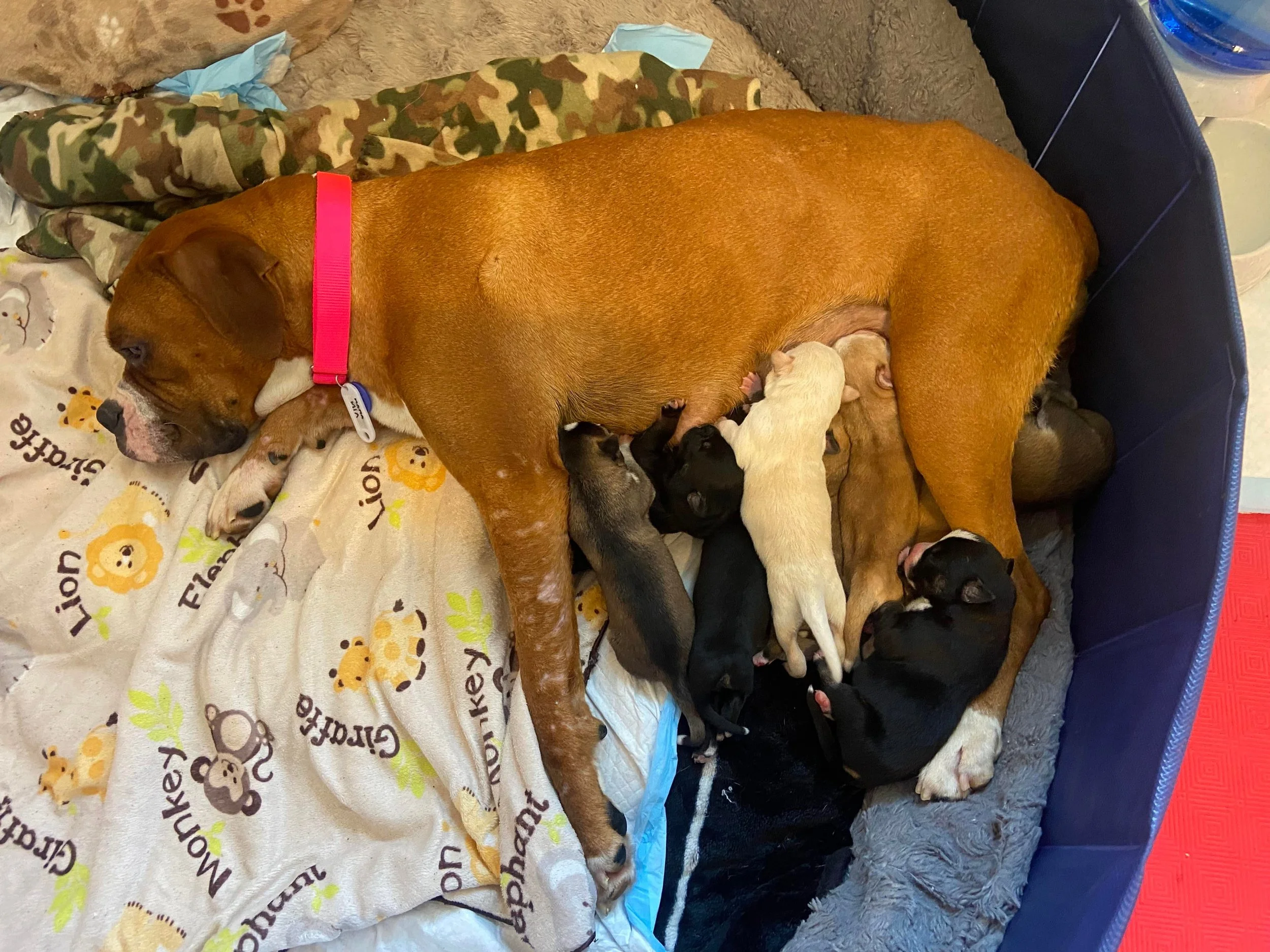 West Coast Boxer Rescue