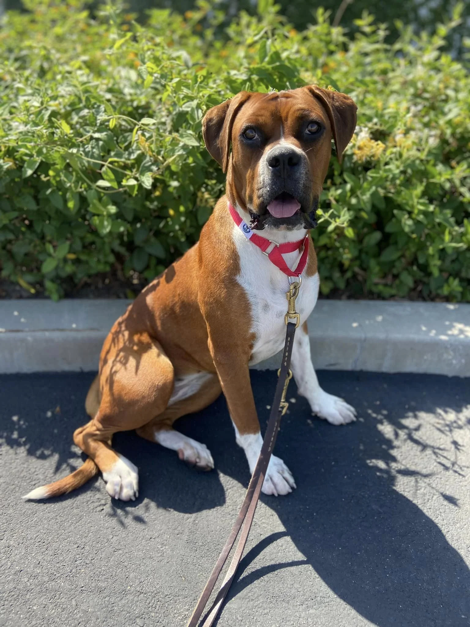 Boxer Beagle Mix