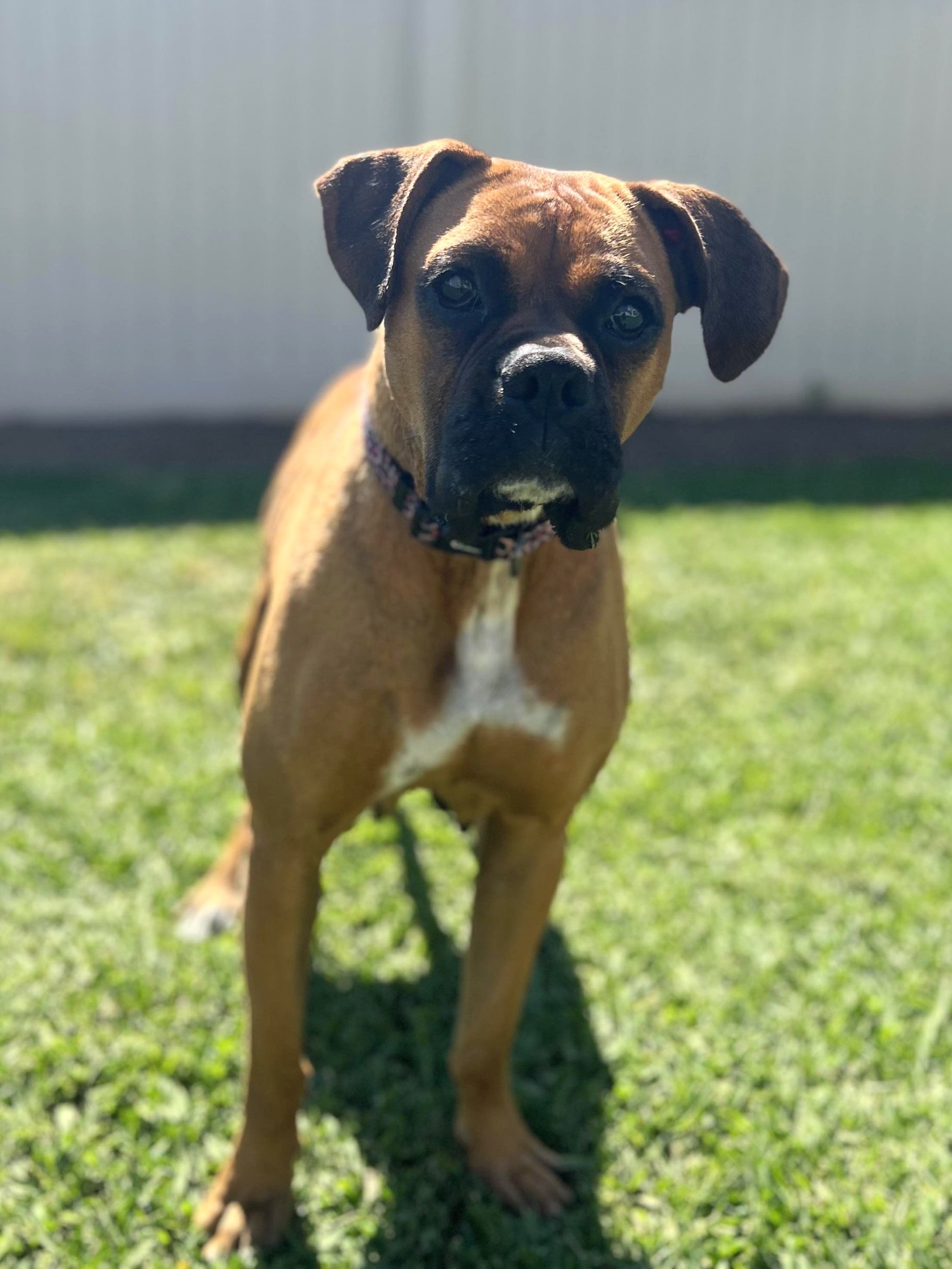 Adopt A Boxer — West Coast Boxer Rescue
