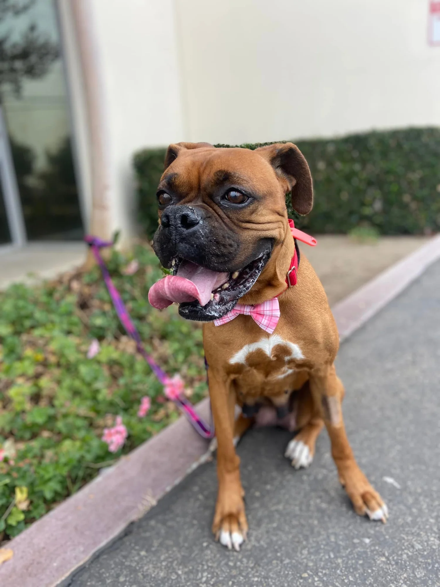 Ginger Snap — West Coast Boxer Rescue