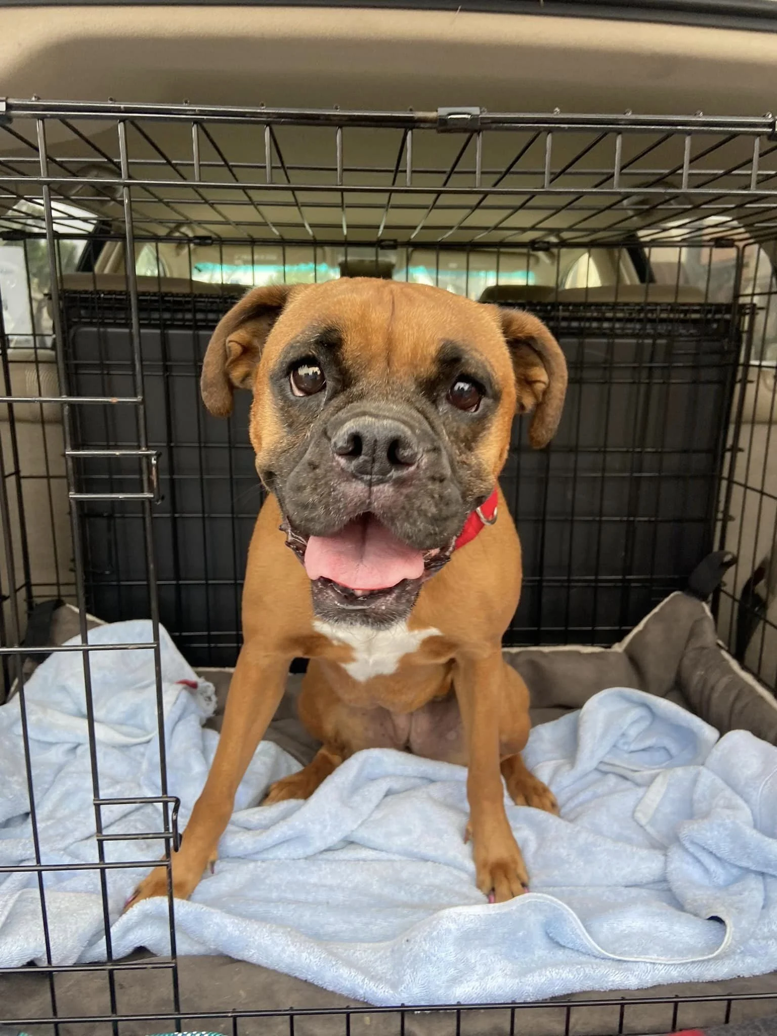 Adopt A Boxer — West Coast Boxer Rescue