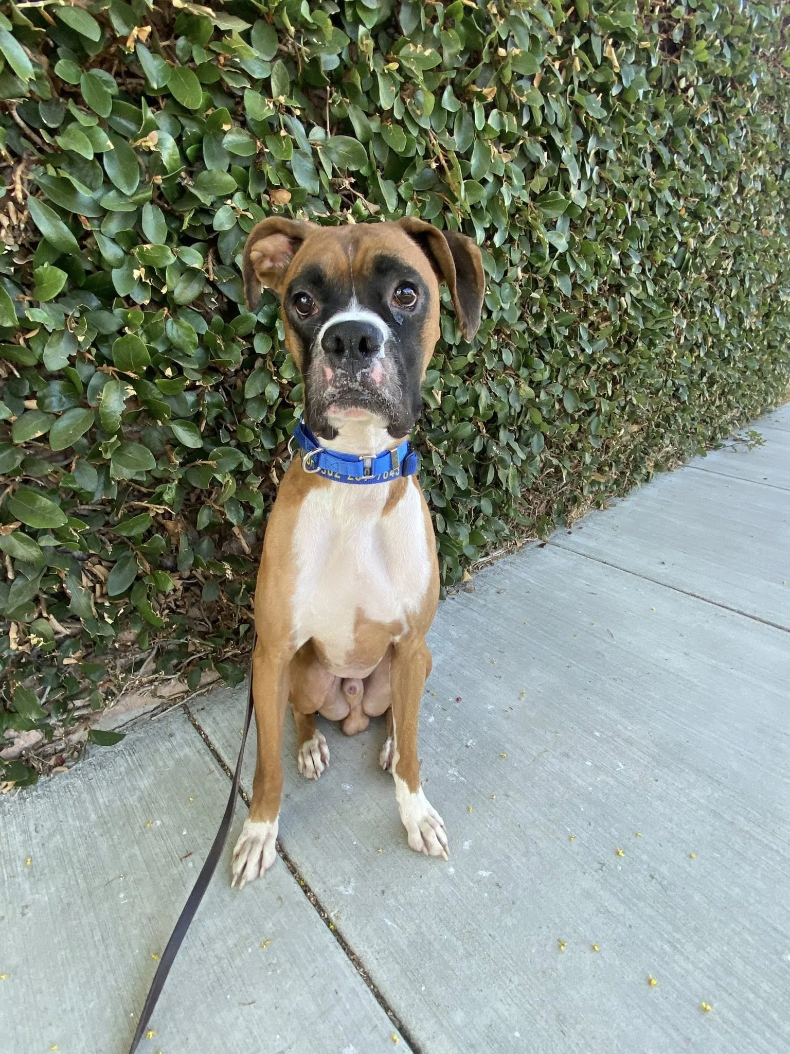 Our Boxers — West Coast Boxer Rescue