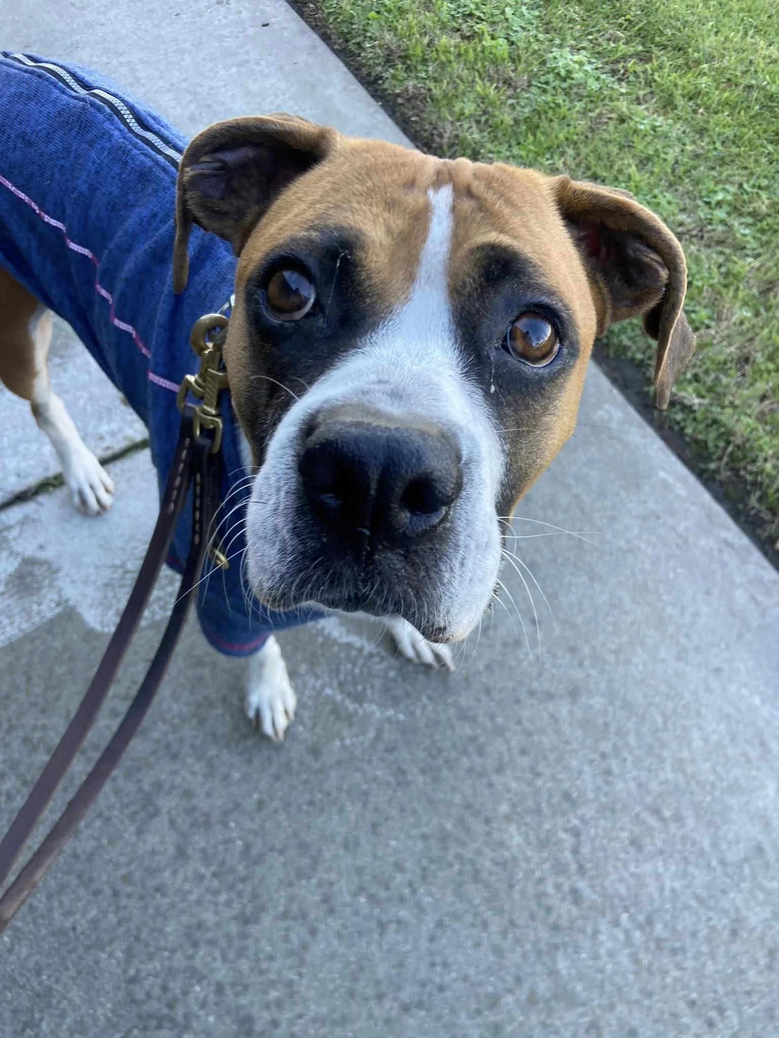 Adopt A Boxer — West Coast Boxer Rescue