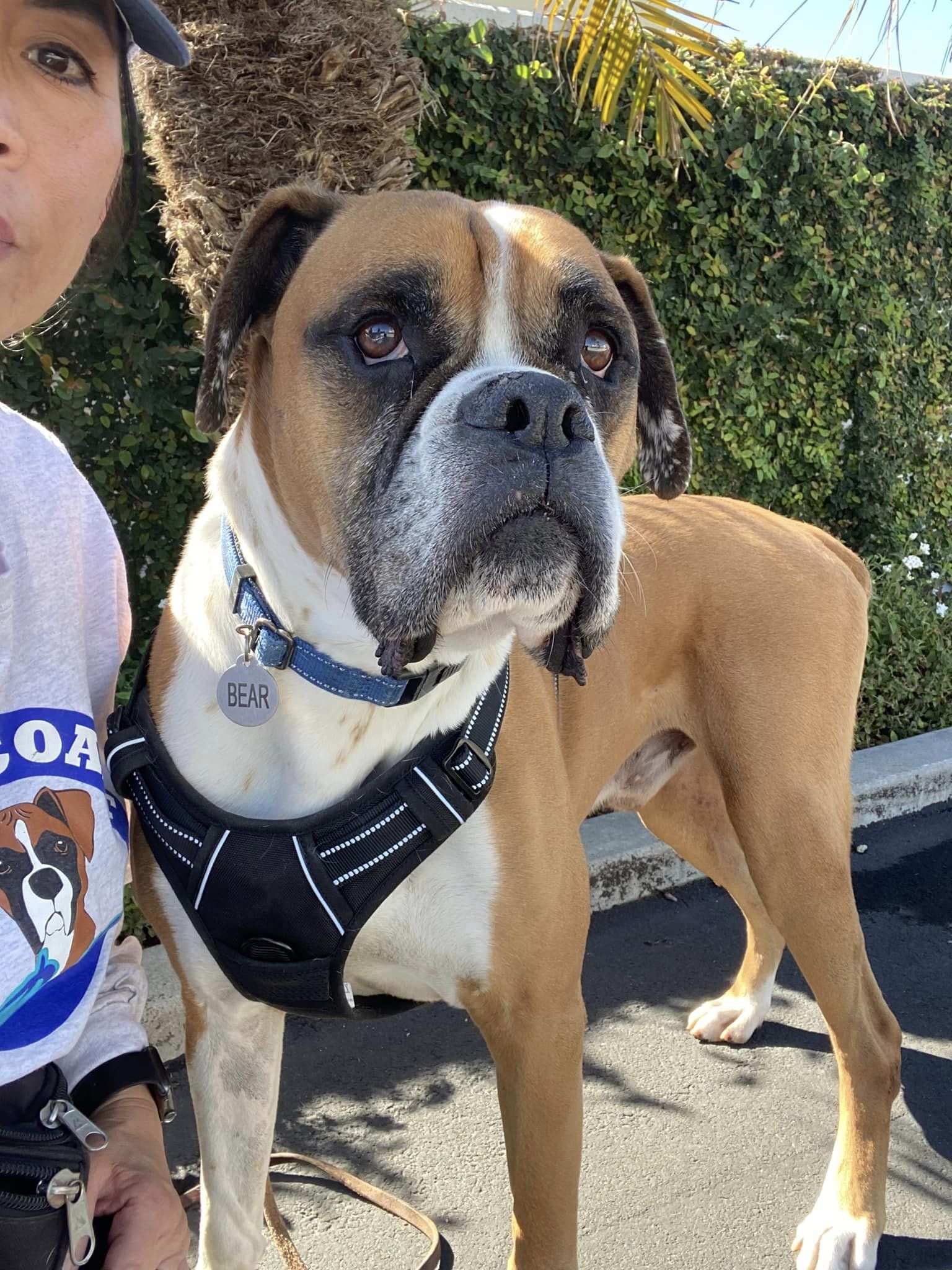 Adopt A Boxer — West Coast Boxer Rescue