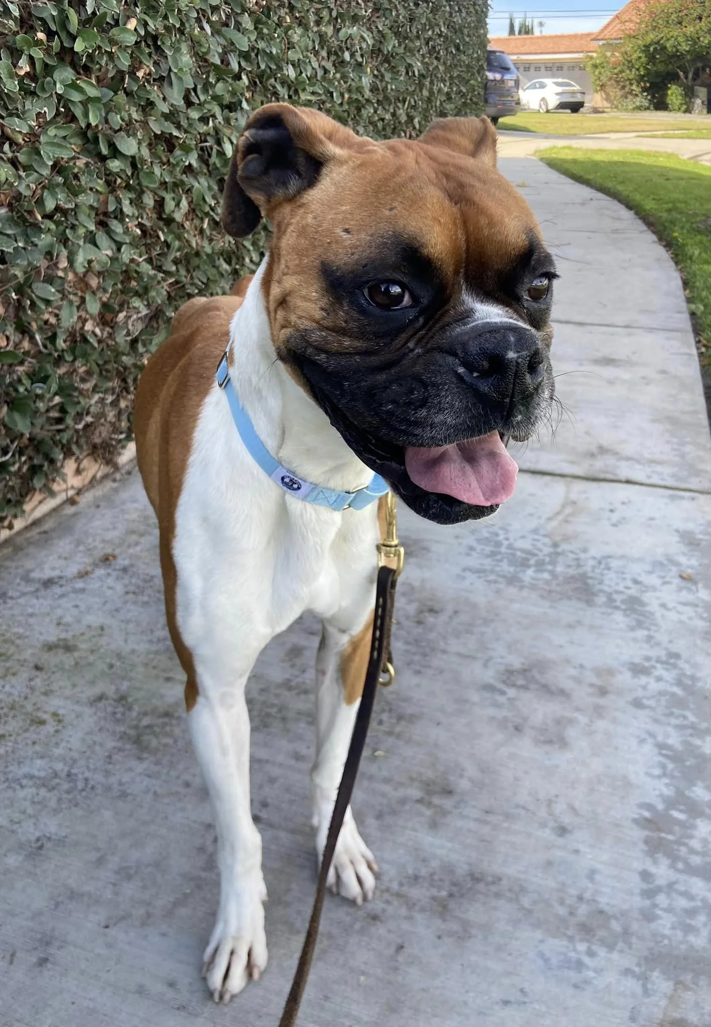 Adopt A Boxer — West Coast Boxer Rescue