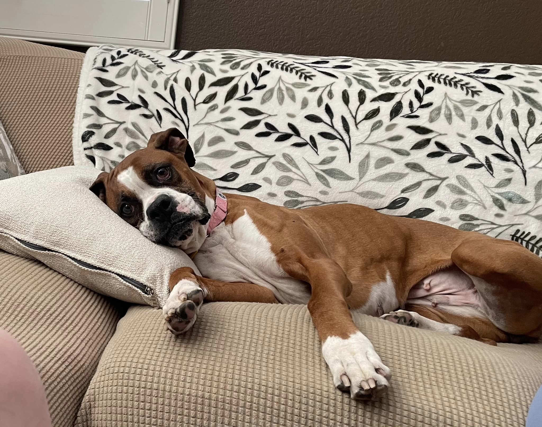 Adopt A Boxer — West Coast Boxer Rescue