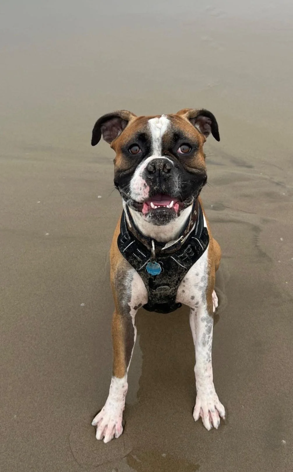 West Coast Boxer Rescue