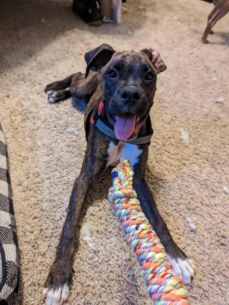 Adopt A Boxer — West Coast Boxer Rescue