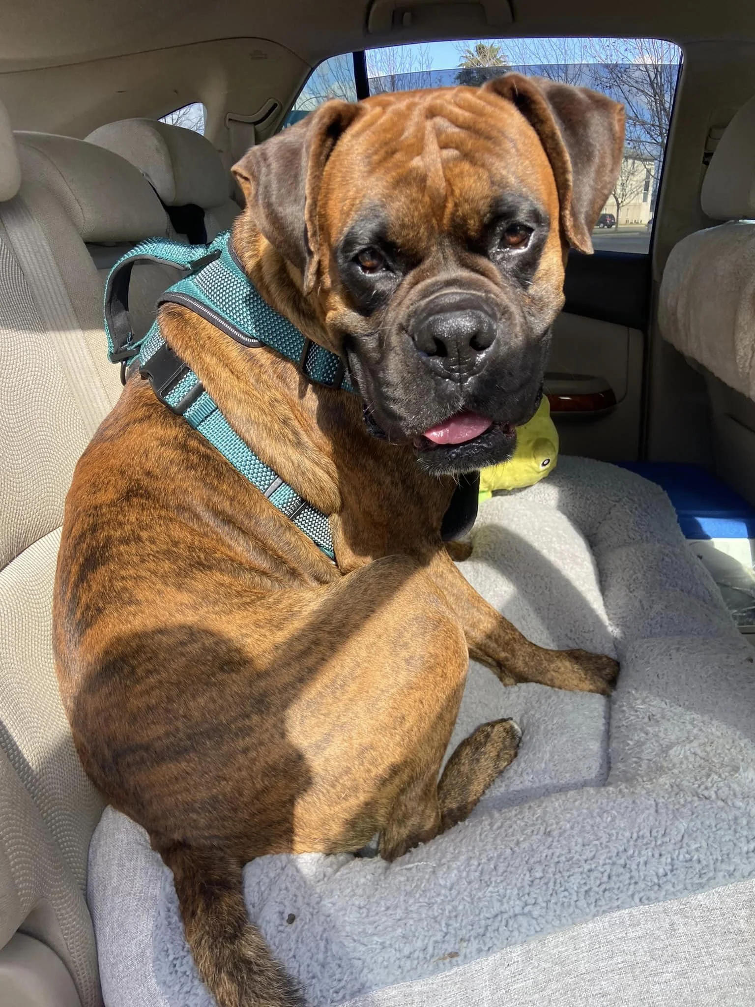 Adopt A Boxer — West Coast Boxer Rescue