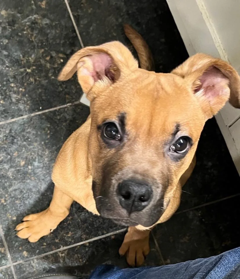 Adopt A Boxer — West Coast Boxer Rescue