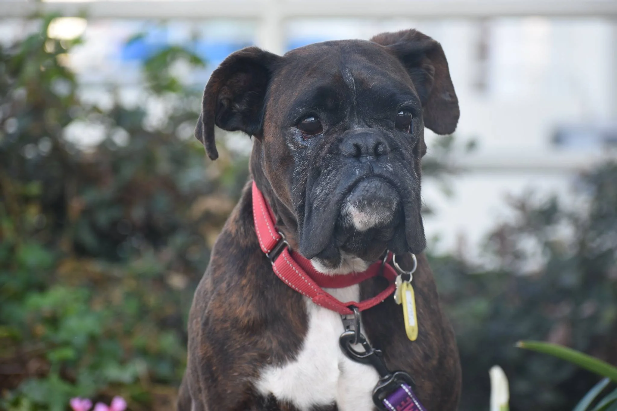 West Coast Boxer Rescue