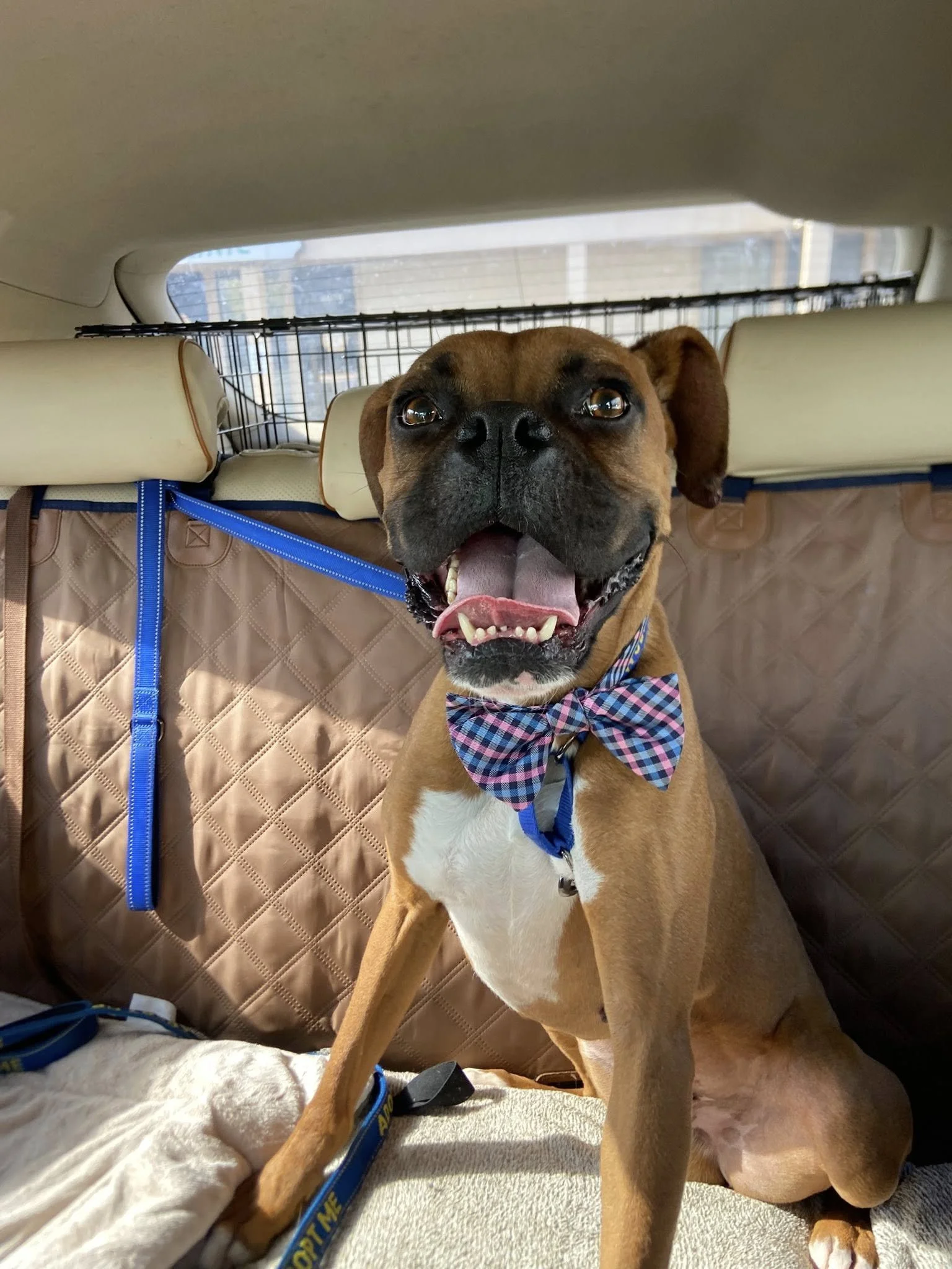 Our Boxers — West Coast Boxer Rescue