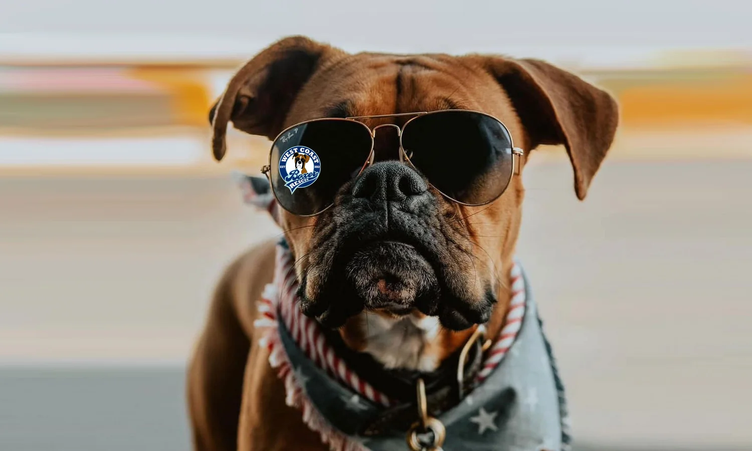 West Coast Boxer Rescue