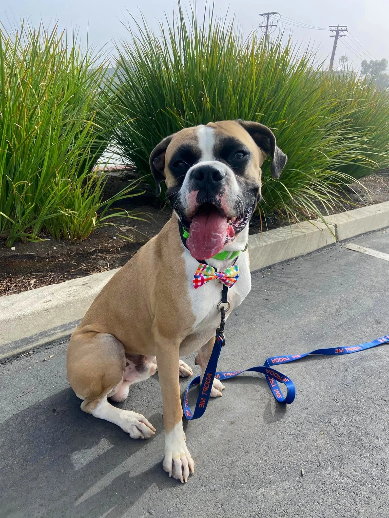 Foster-Adopt Form — West Coast Boxer Rescue