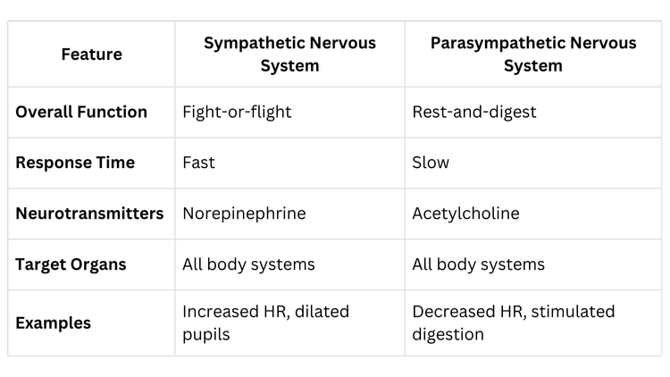 “Vagus Nerve Reset”: Real Science or Just Shiny Hype? — Casa Luna ...
