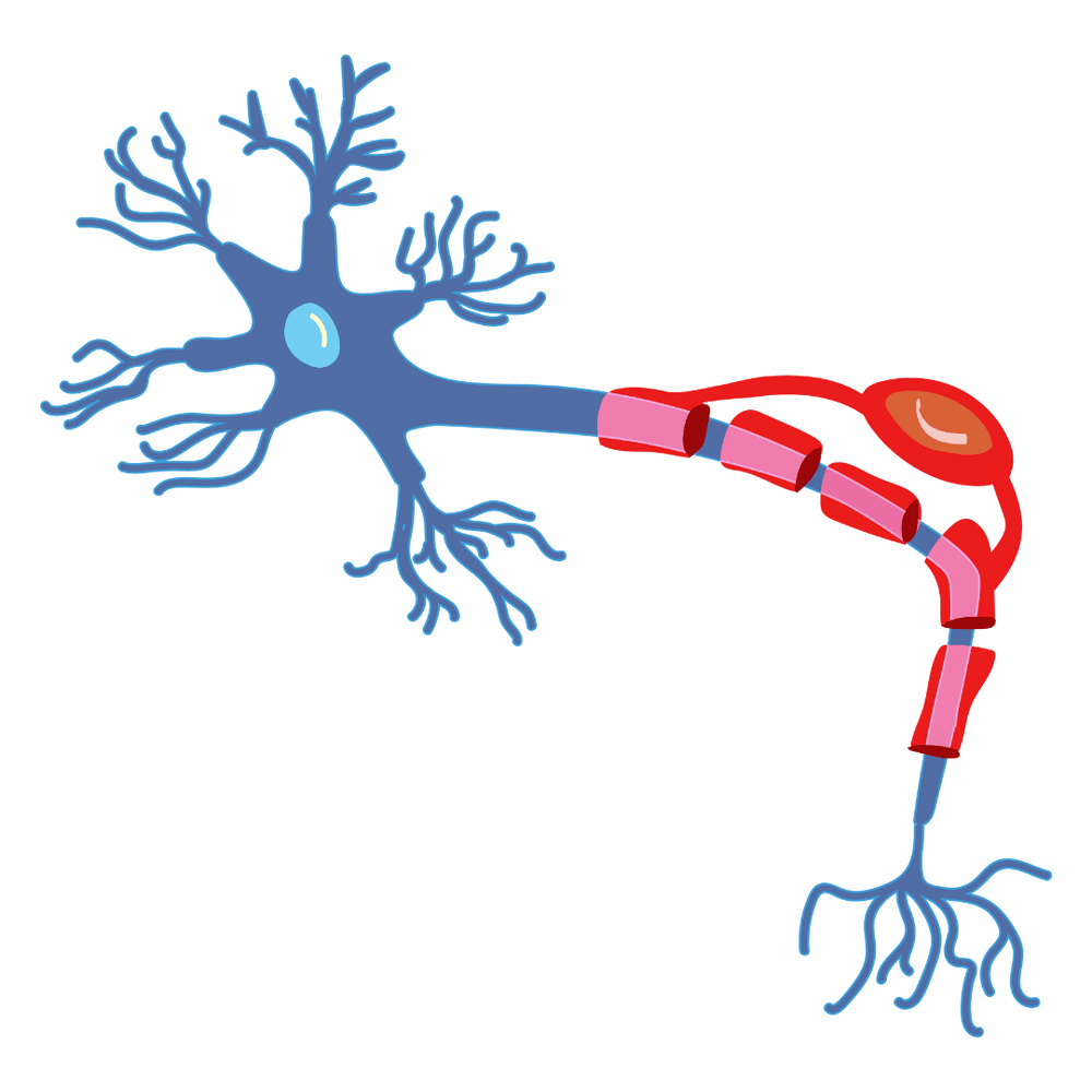Vagus Nerve Reset: Why Recovery Is a Sequence, Not a Button — Casa Luna ...