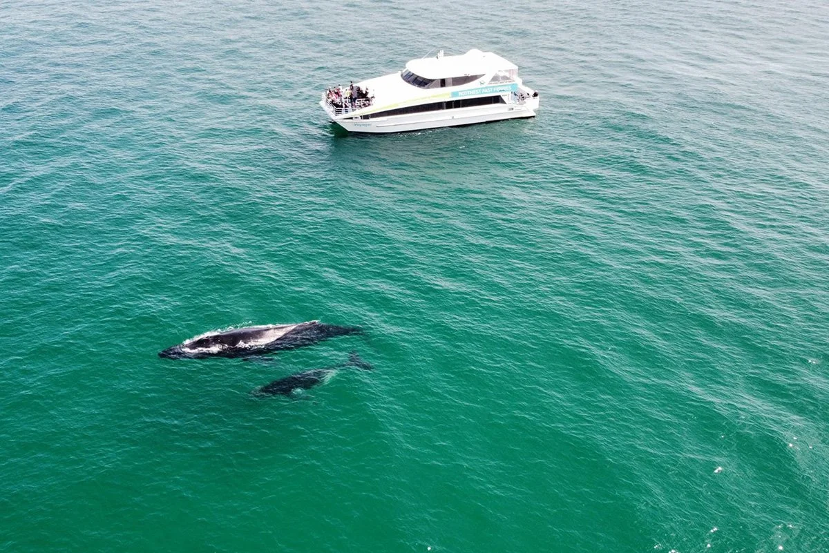 Top Spring Experiences in Perth - From Wildflowers to Wildlife