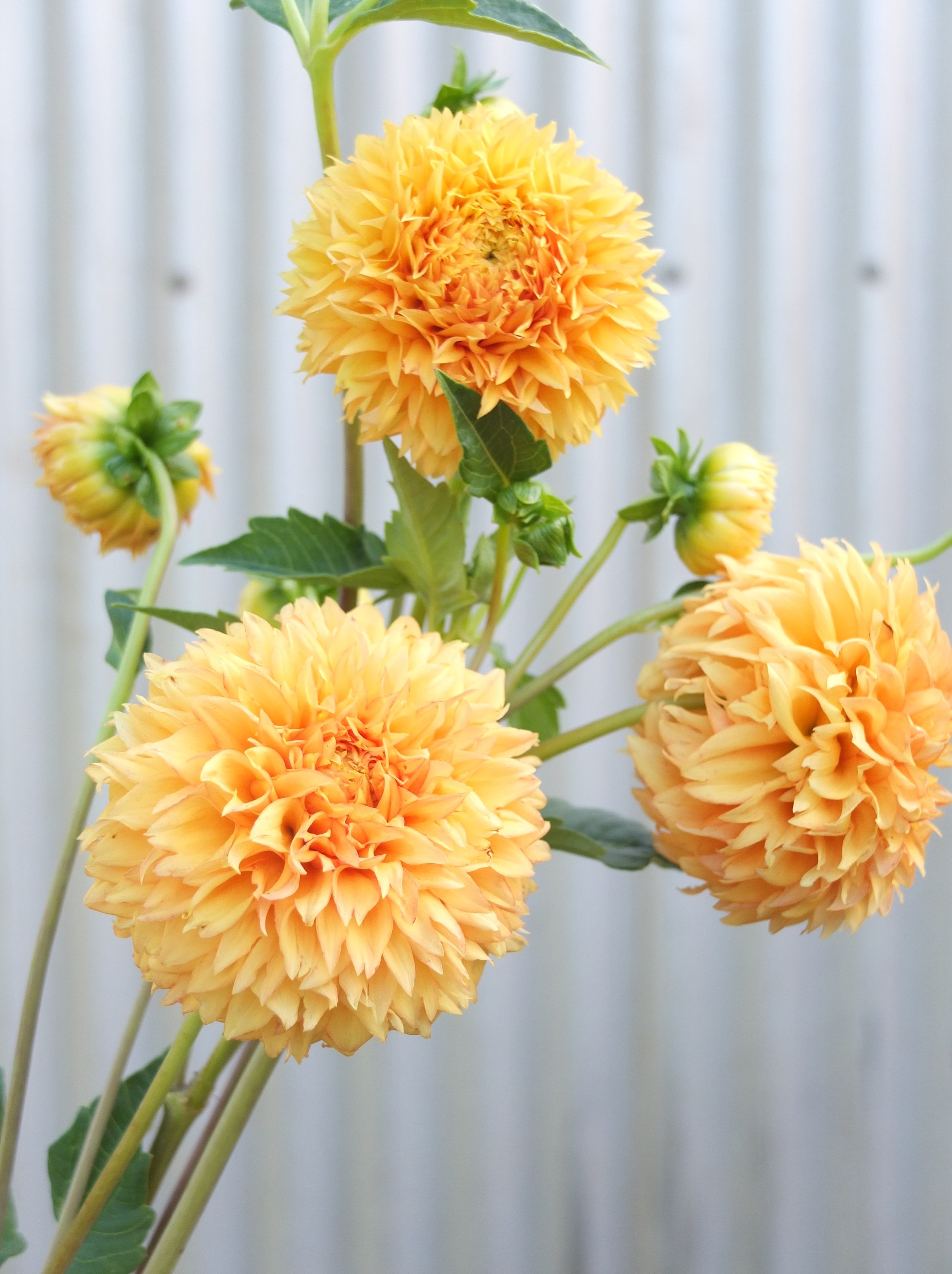 Dahlias — Floralful Flowers