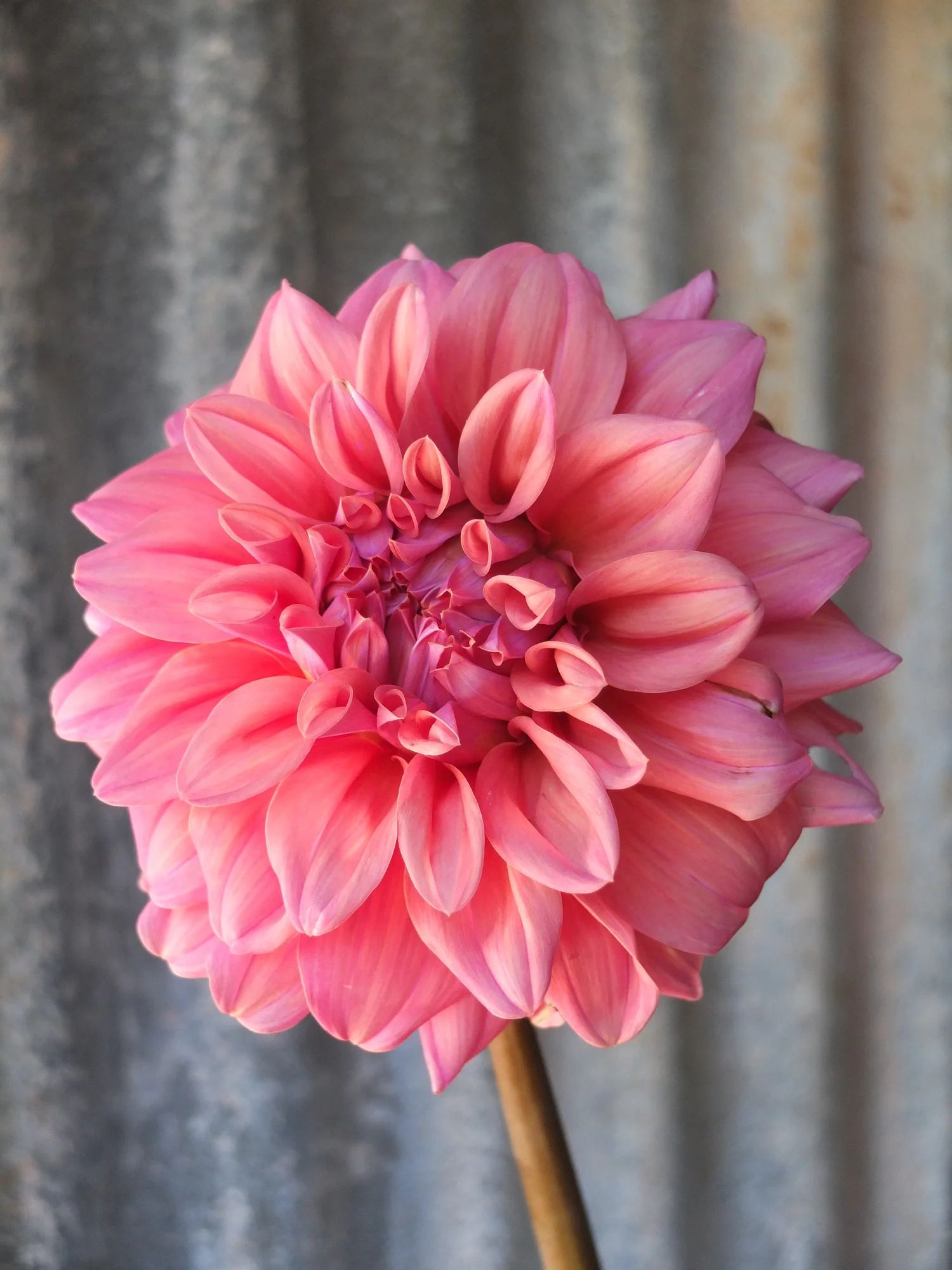 Dahlias — Floralful Flowers