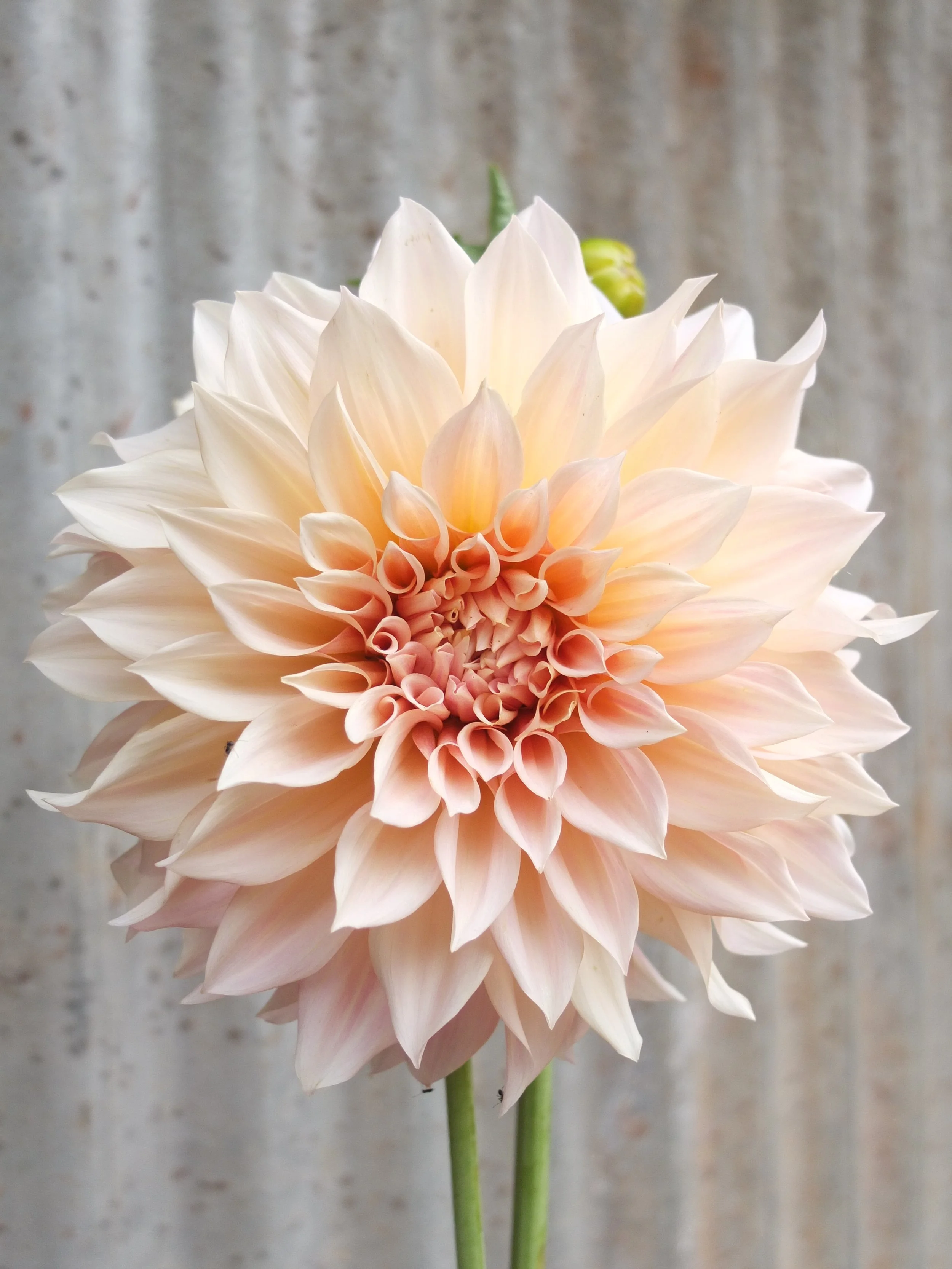 Dahlias — Floralful Flowers