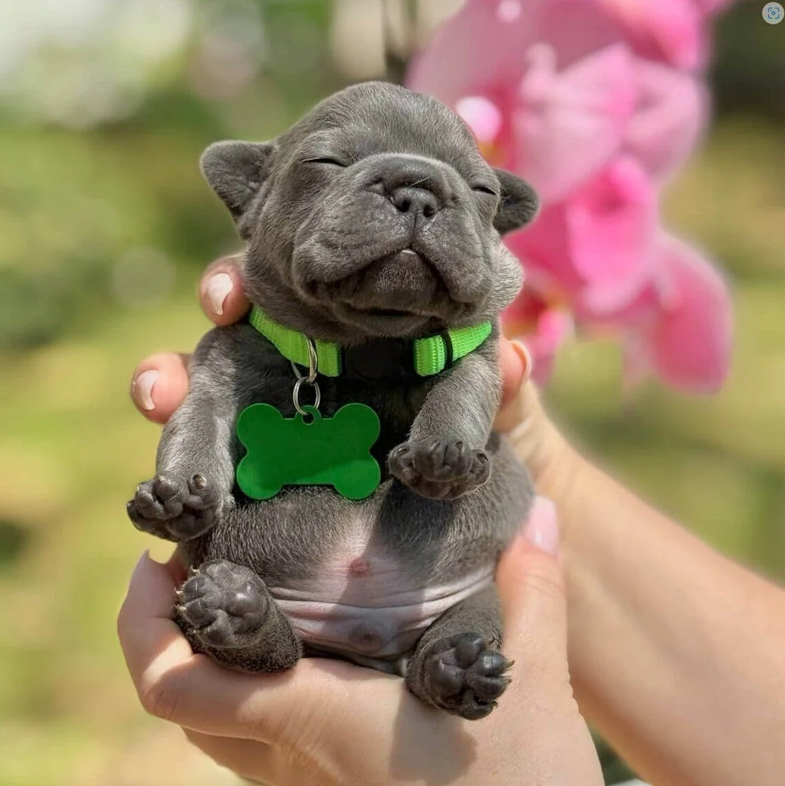 About 1 — Country Club Frenchies