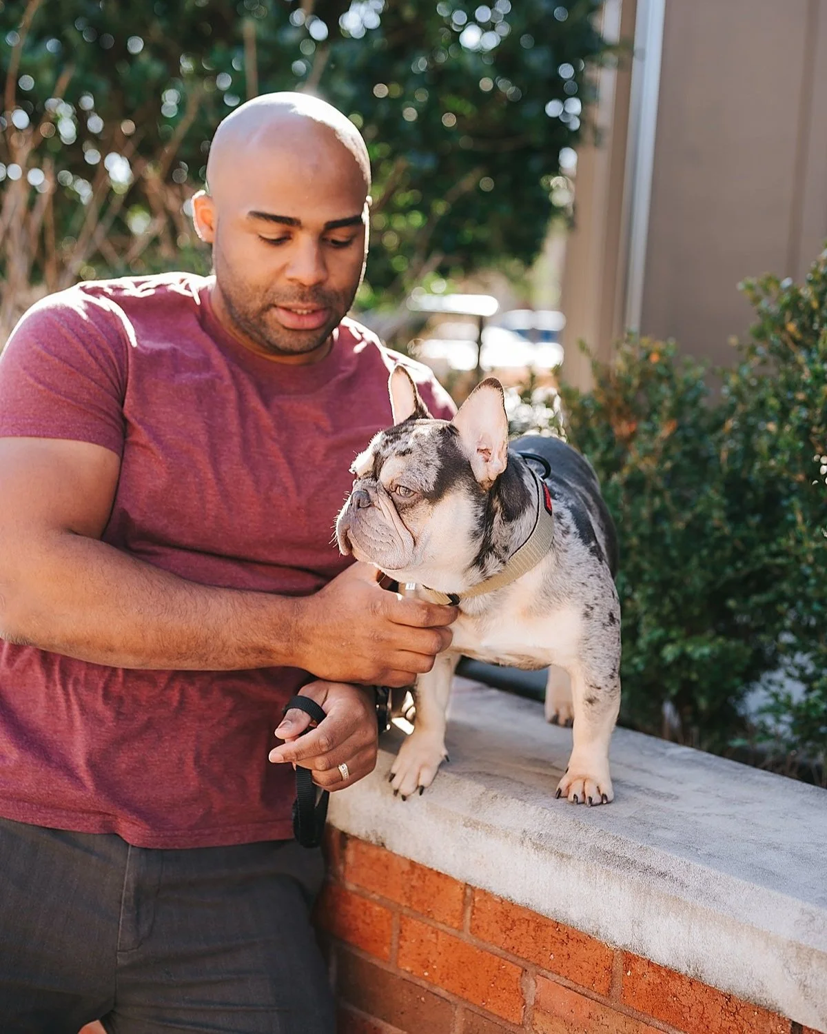French Bulldog Stud Service | AKC Proven Frenchie Studs in Florida ...