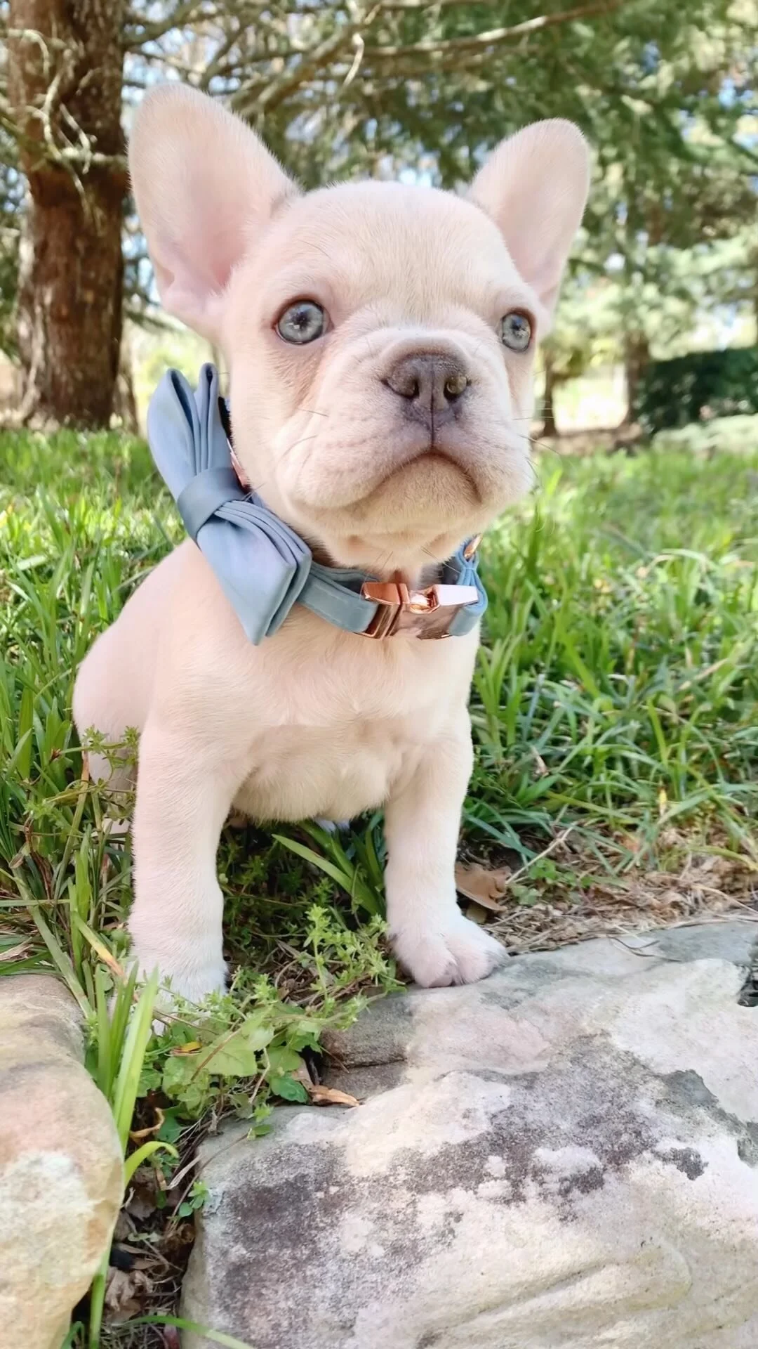 Blog 2 — Country Club Frenchies