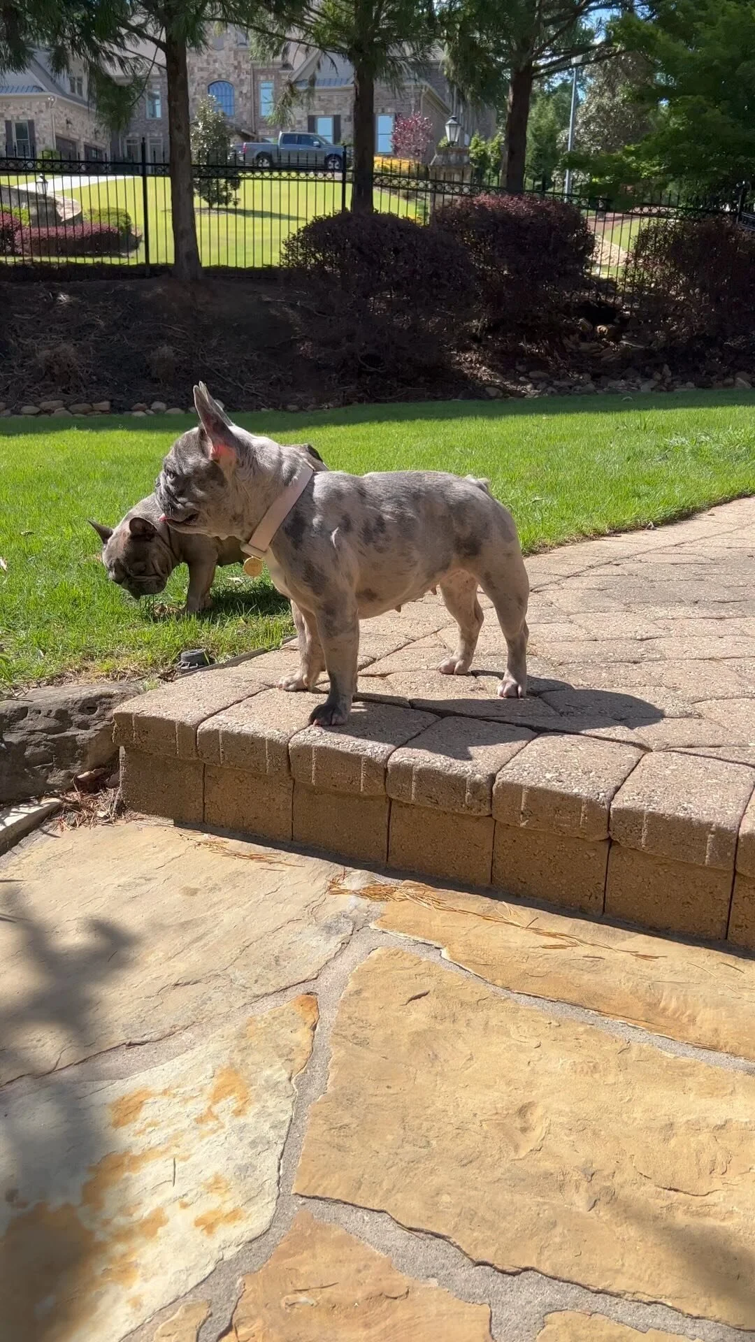 Photos — Country Club Frenchies