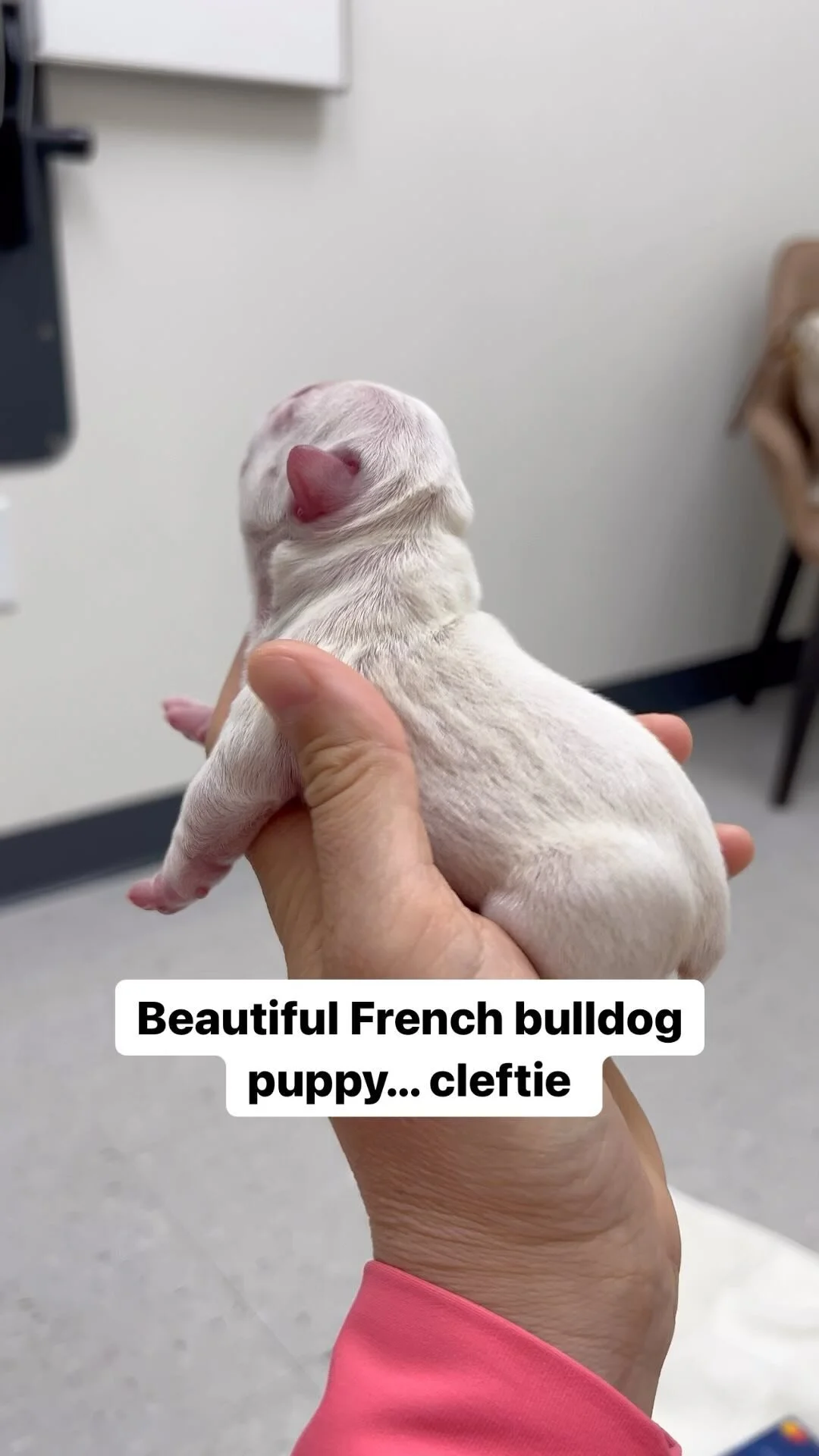 Photos — Country Club Frenchies