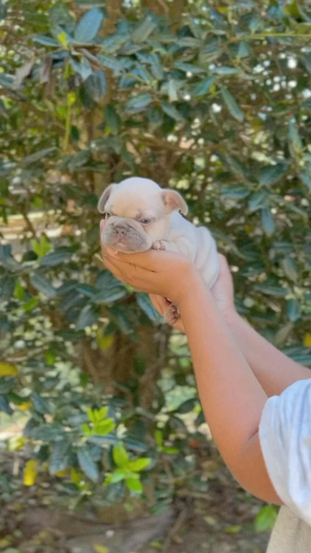 How it works — Country Club Frenchies