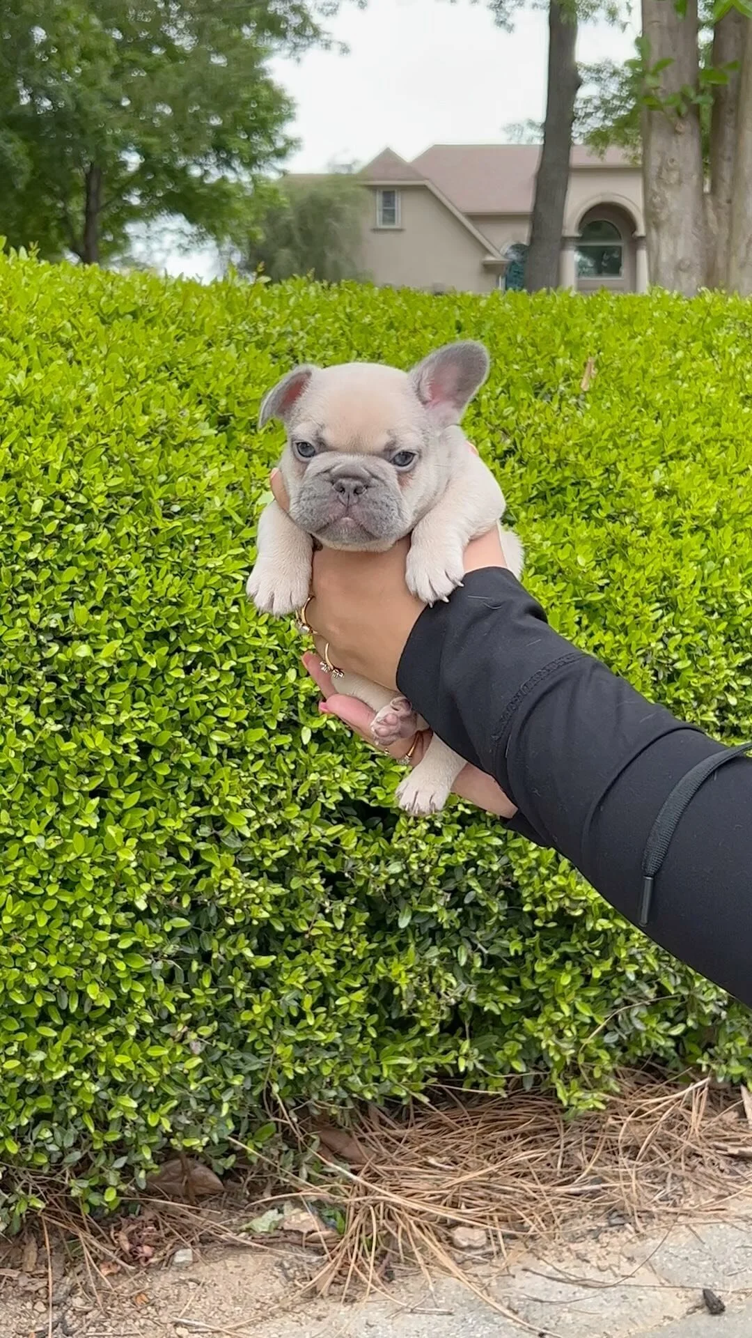 About — Country Club Frenchies