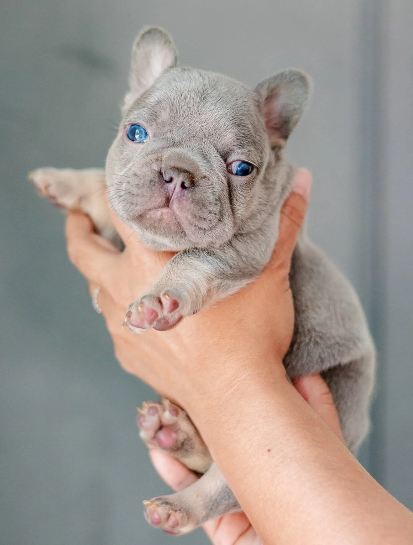 French Bulldog Puppies for Sale | Puppies Available Now | Country Club ...
