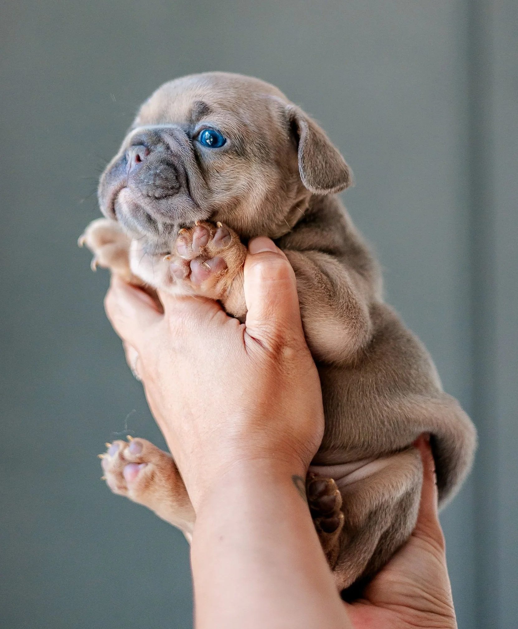 French Bulldog Puppies for Sale | Puppies Available Now | Country Club ...