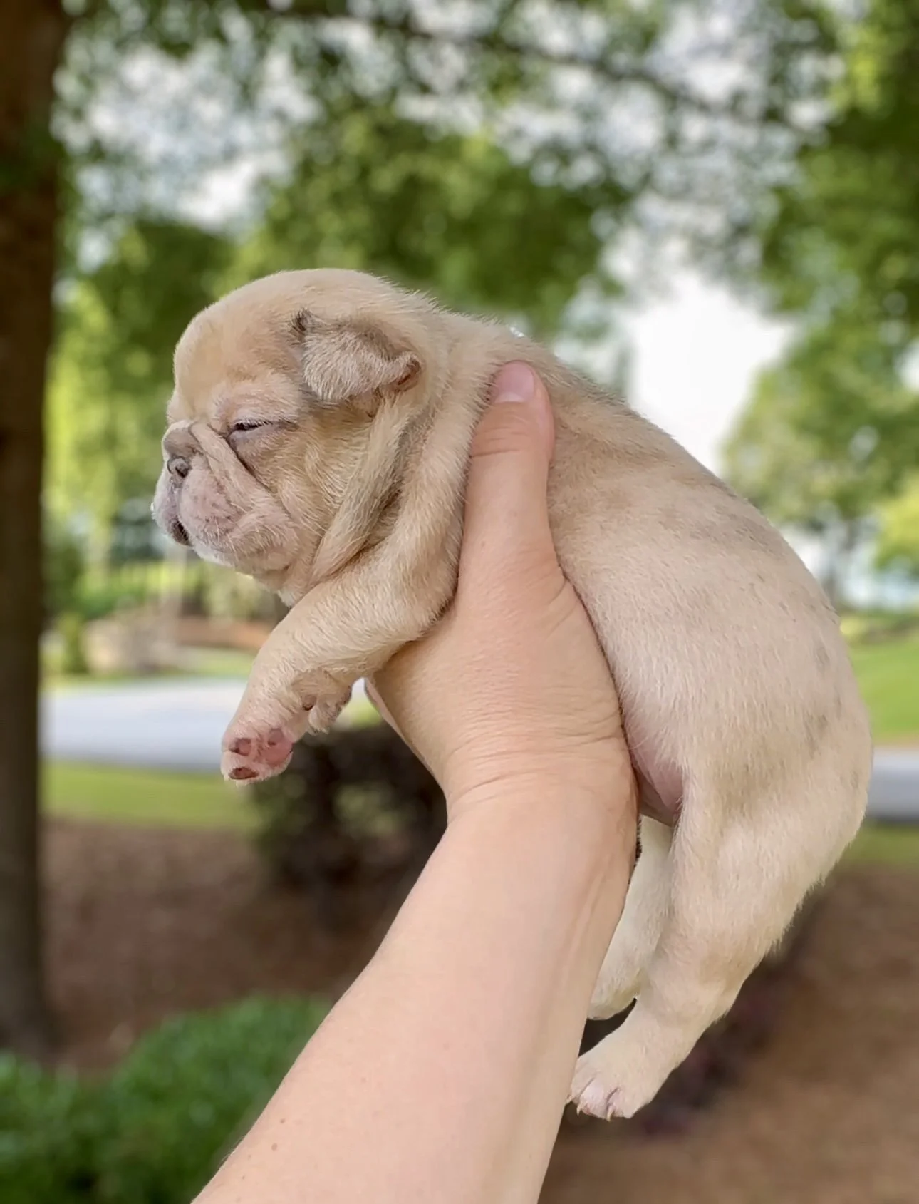 French Bulldog Puppies for Sale | Puppies Available Now | Country Club ...