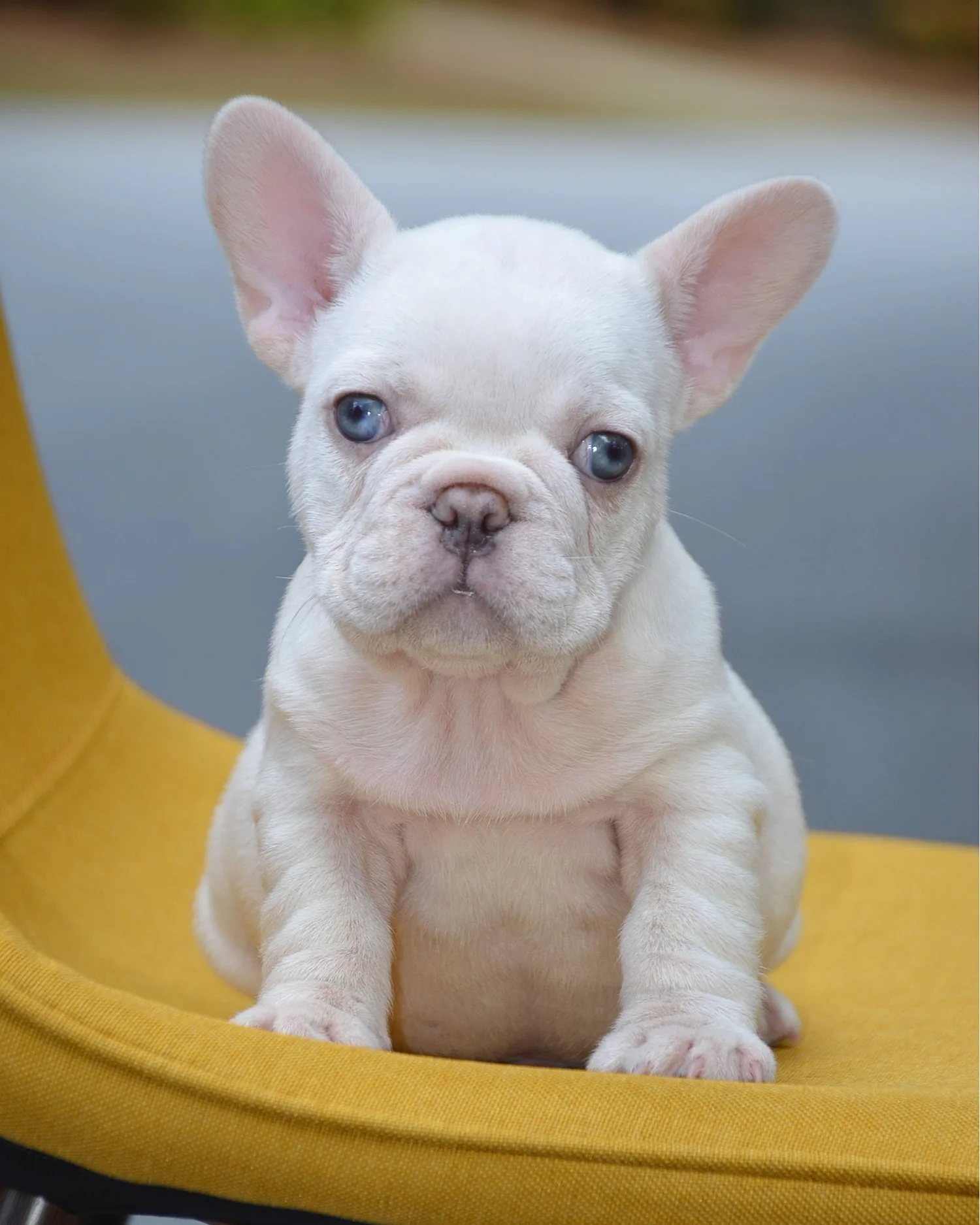 French Bulldog Puppies for Sale | Puppies Available Now | Country Club ...