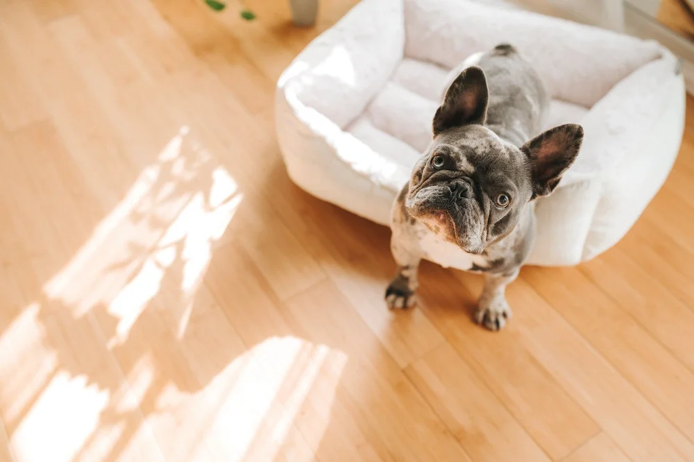 Photos | Explore Cute Frenchie Photos — Country Club Frenchies
