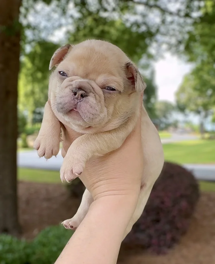 French Bulldog Puppies for Sale | Puppies Available Now | Country Club ...