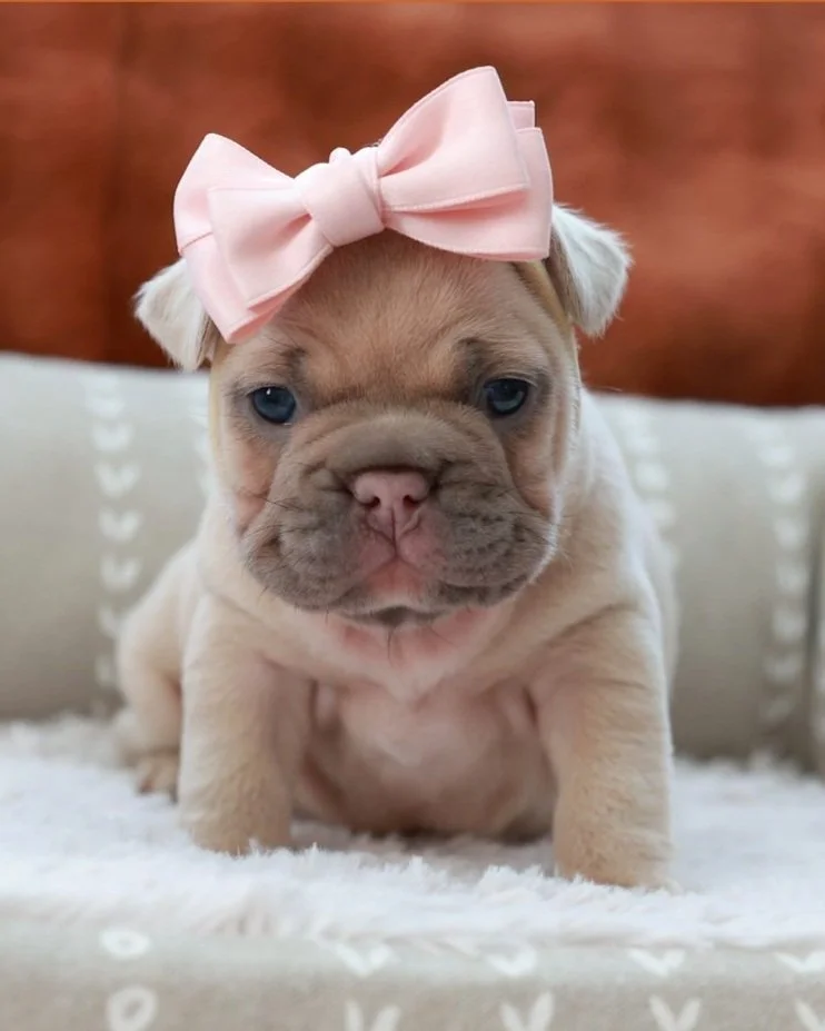 French Bulldog Puppies for Sale | Puppies Available Now | Country Club ...